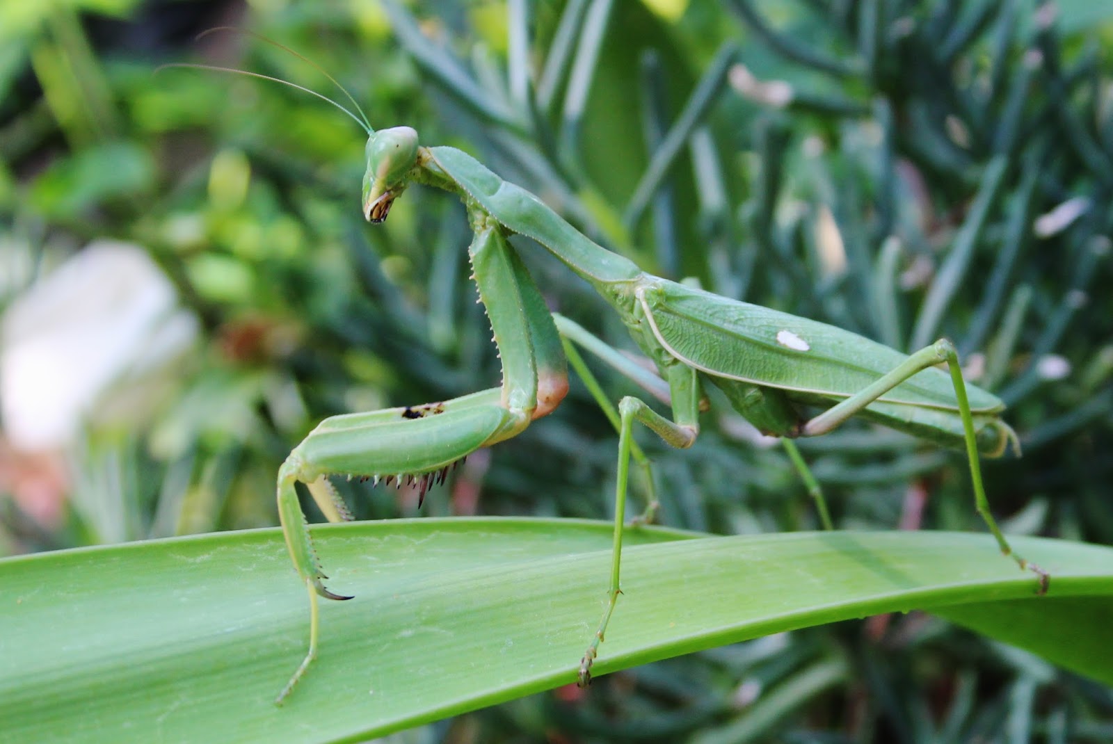 Biodiversity of Cyprus by NGO Protection of the Natural Heritage and ...