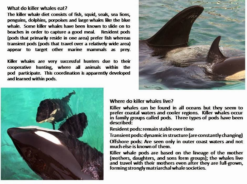 killer whale facts « 4best of