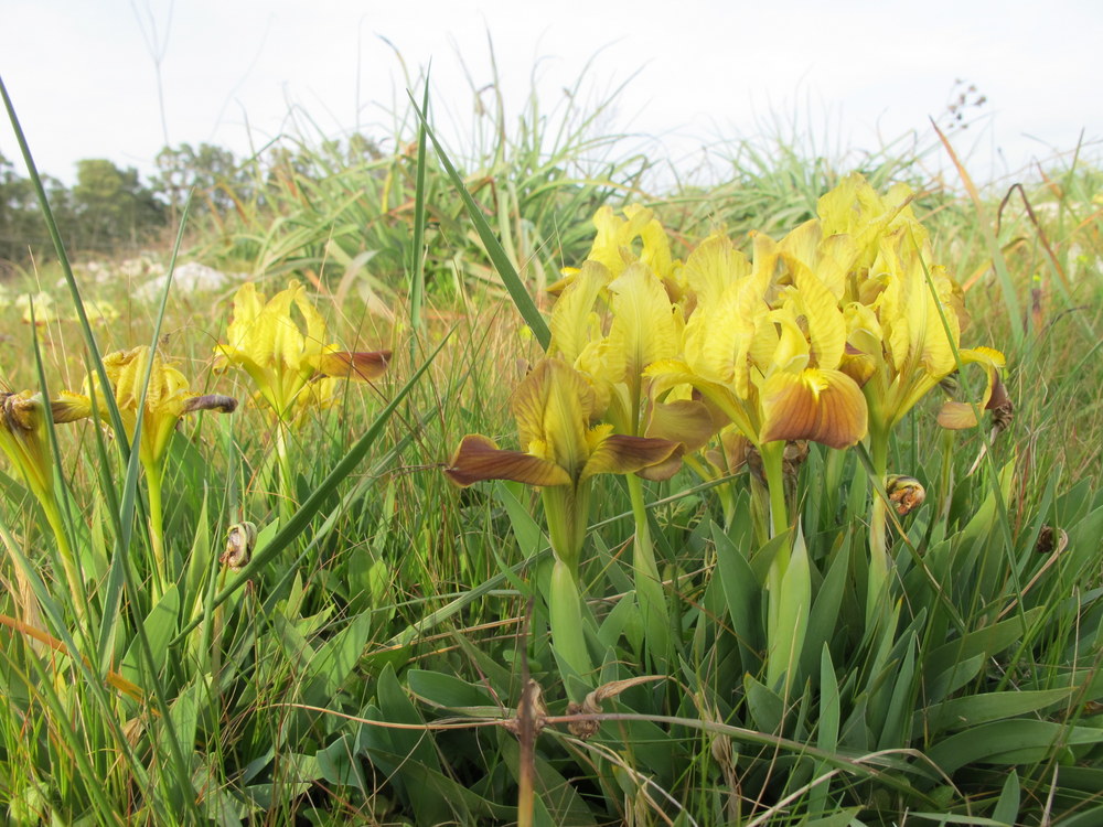 FLORA NEL SALENTO e.. anche altrove: Iris pseudopumila Tineo ...