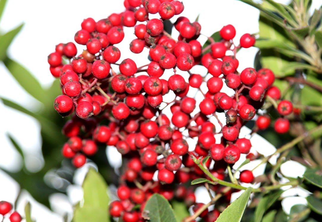 A photo, A thought............: Plant: Toyon...a chaparral keystone ...