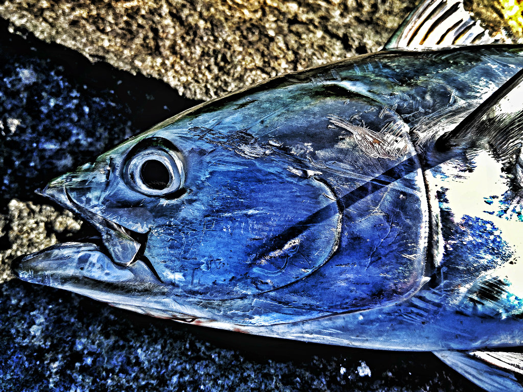 Fly Fisherman's Café: Albacore Season