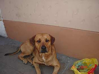 Ayudame a volver a casa: Perro manso pelo corto amarillo ENCONTRADO en ...