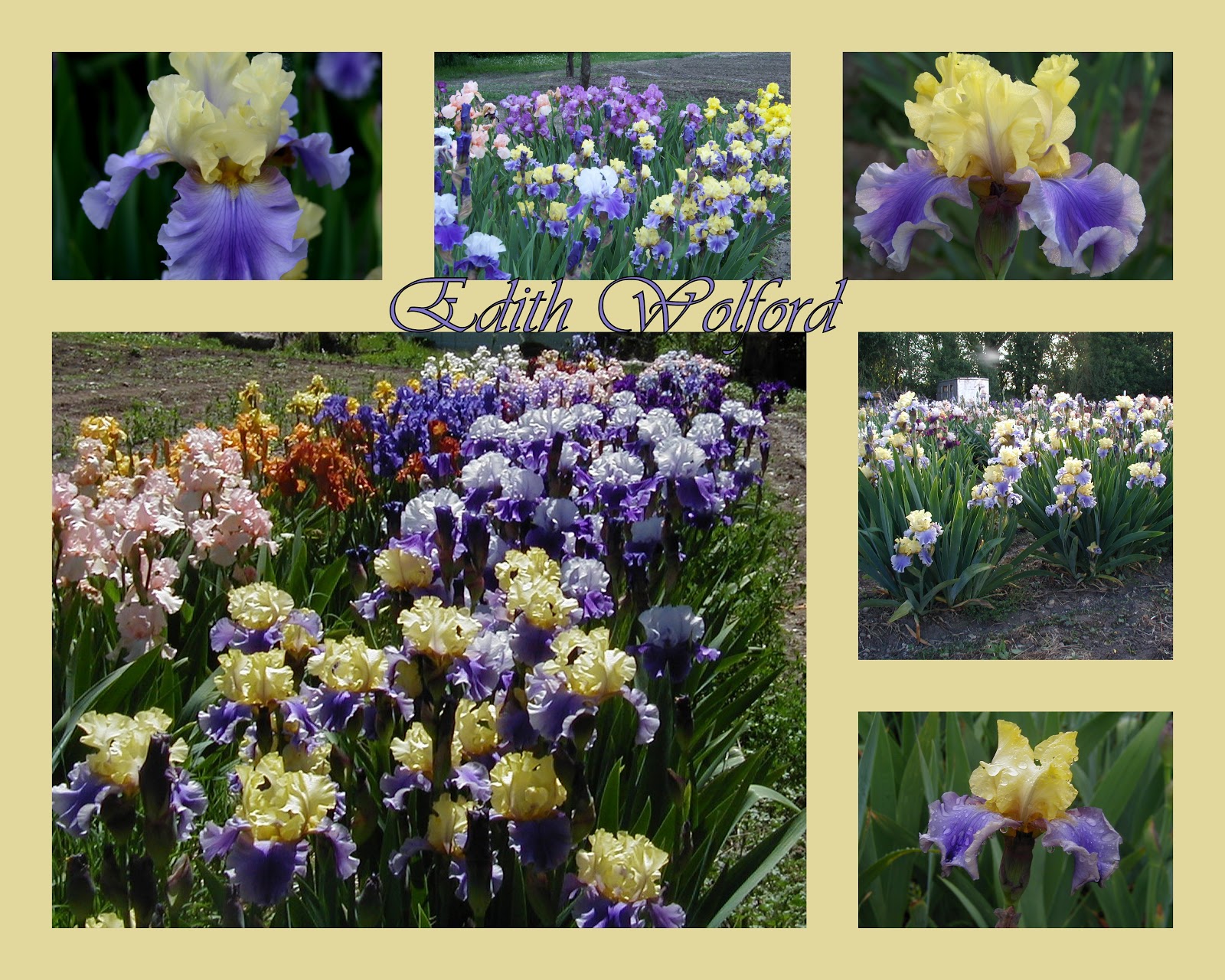 World of Irises: TALL BEARDED IRIS SUPER ACHIEVER AWARD, PART ONE