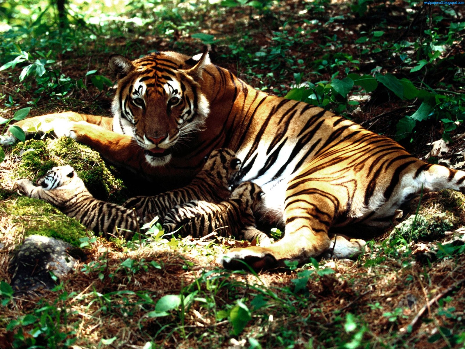 Topwallpapernike Tiger Wallpapers 4 topwallpapernike-tiger-wallpapers-4