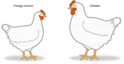 Filé Mignon: Qual a Diferença entre Chester e Peru?