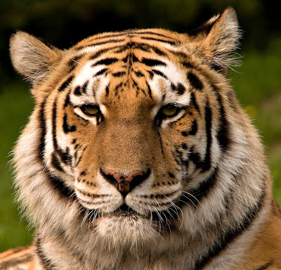 Creative Media: Experiment3: Tiger Drinking Wine