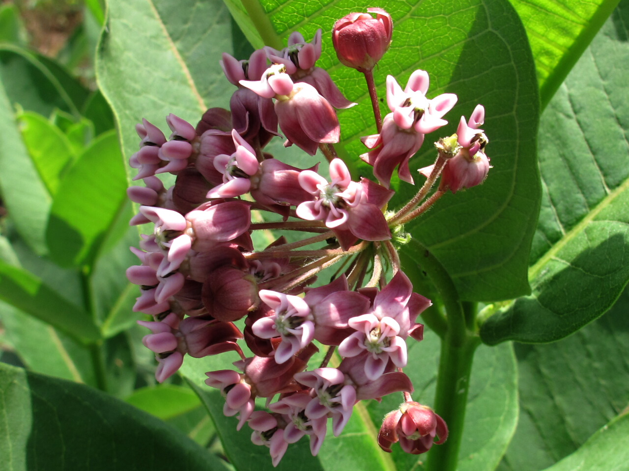 The Joyce Road Neighborhood: Wildflower - Milkweed
