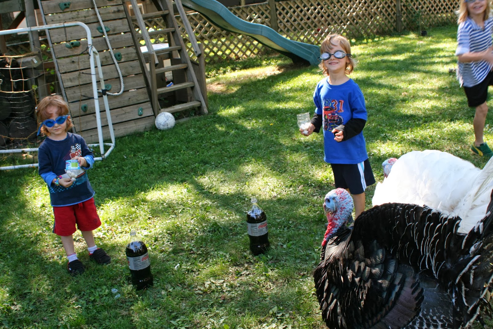 The Little Backyard Farm: Turkeys in our tiny backyard