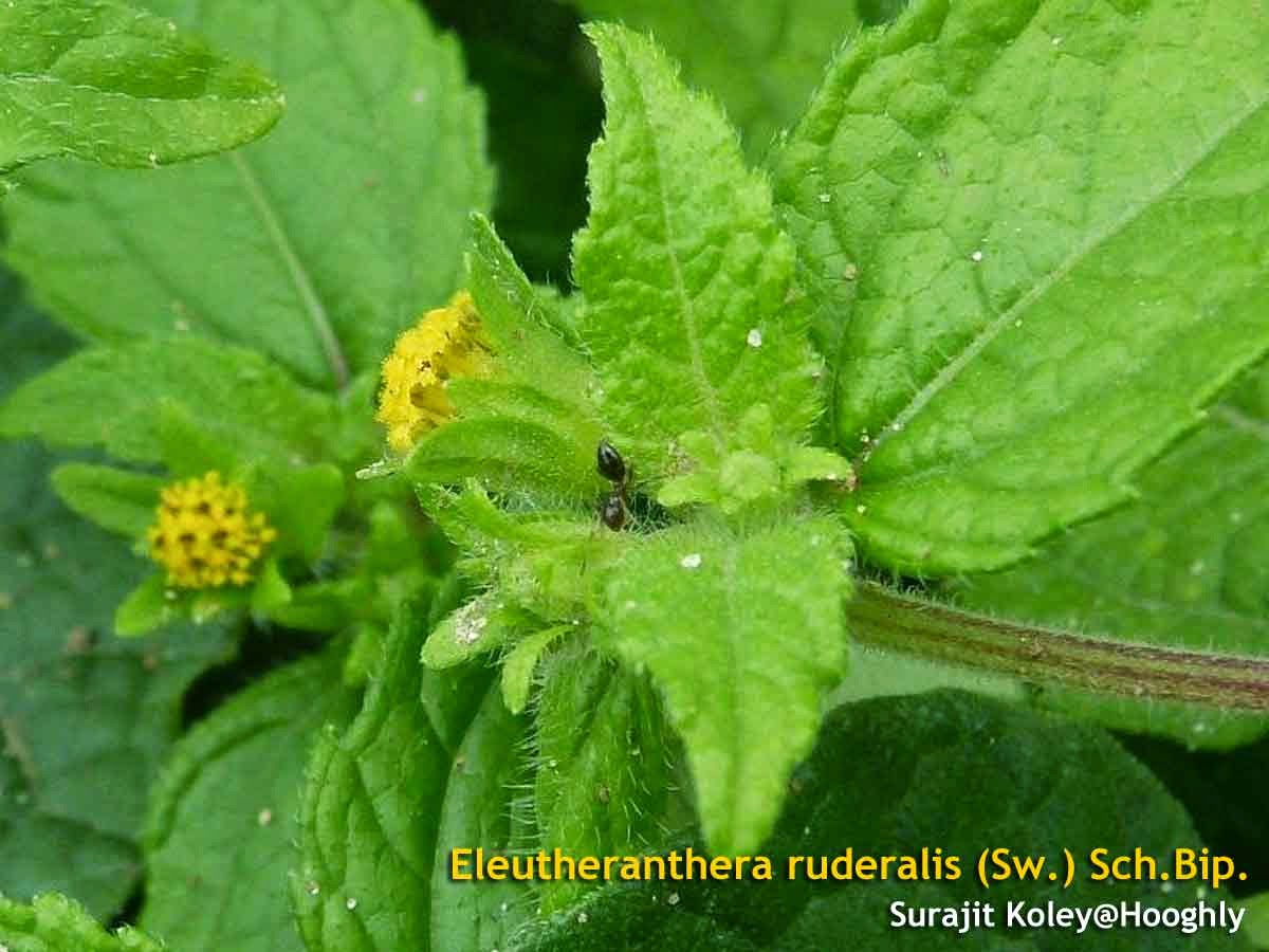 Medicinal Plants: Eleutheranthera ruderalis