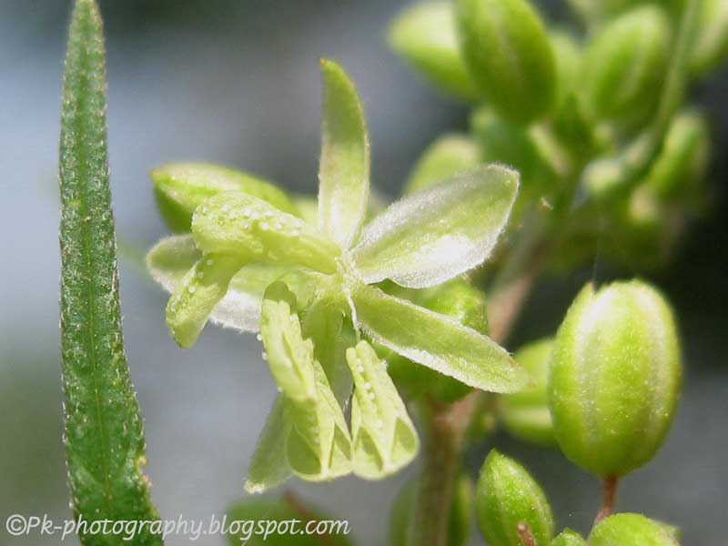 Wild Marijuana-Cannabis sativa | Nature, Cultural, and Travel ...