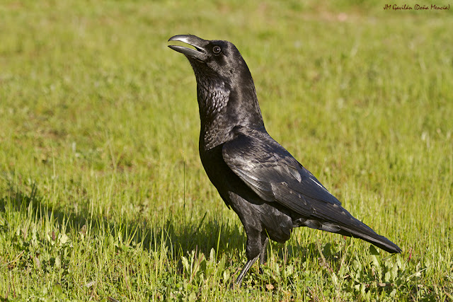 Fotografía de Naturaleza - JM Gavilán: Cuervo común (Corvus corax)