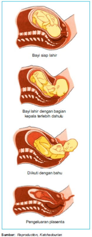 INILAH TAHAPAN DALAM PROSES PERSALINAN BAYI | Cafe Pendidikan