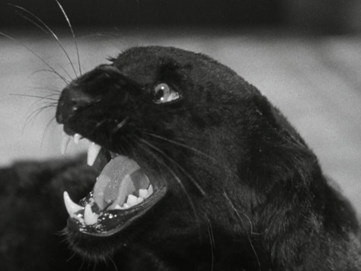 Life Between Frames: Final Girl Film Club - Cat People (1942)