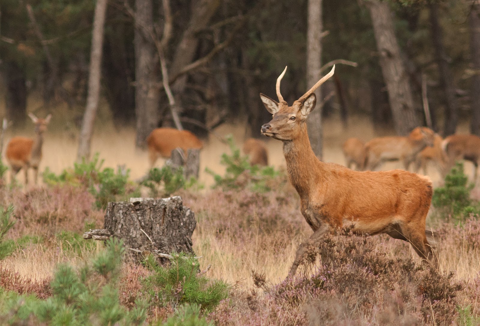 Natuurfotografie met Ben: Edelherten Bronst