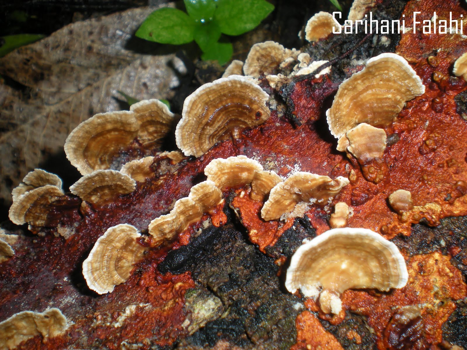 Agriculture United: JENIS-JENIS PENYAKIT TANAMAN GETAH