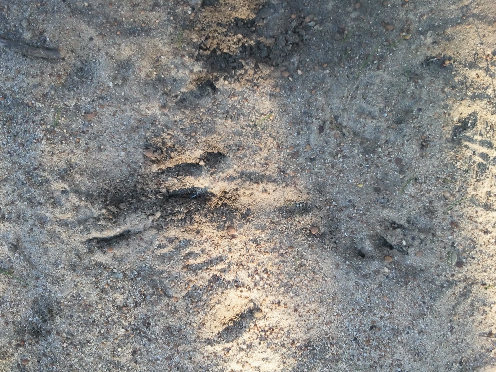 A drop in the ocean creates many ripples: Footprints