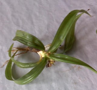 Ayurveda Updates - Yoga, Panchakarma: DASA PUSHPAM