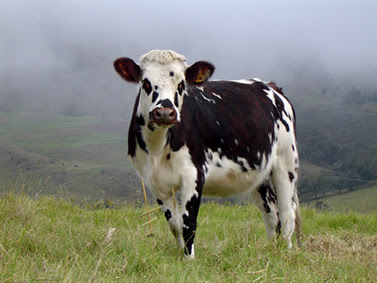 RAZAS BOVINAS : GANADO NORMANDO