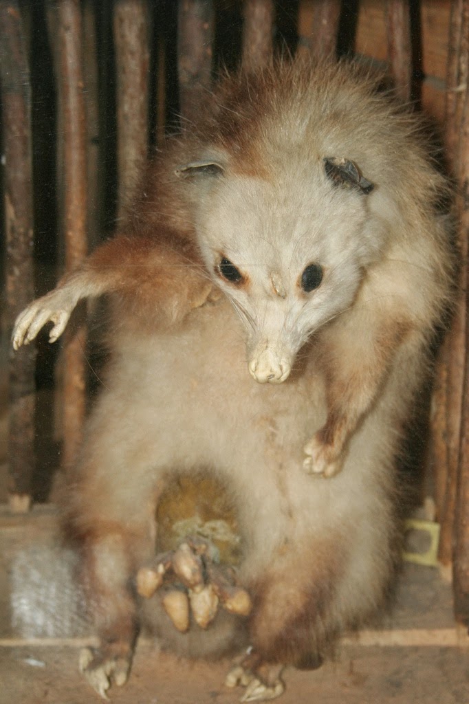 The Carpetbagger: Famous Possums Throughout History