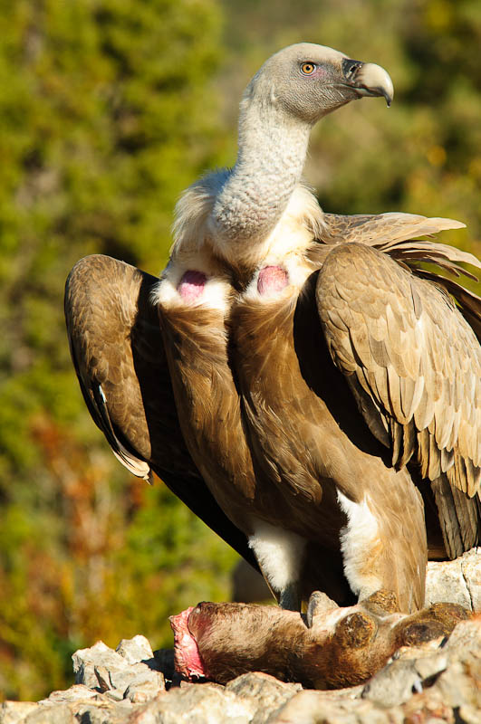 INDRETS PER VISITAR EN FAMÍLIA: Serra del Turp, terra de Voltors.