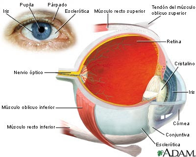 Optica Oftalmica: GLOBO OCULAR