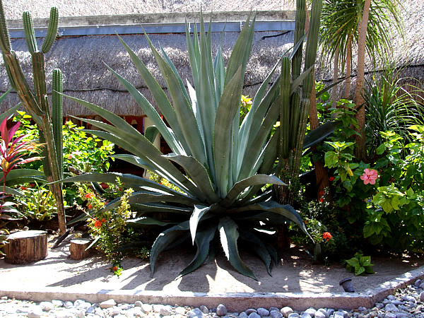 Unique Garden Ideas With Aloe Vera