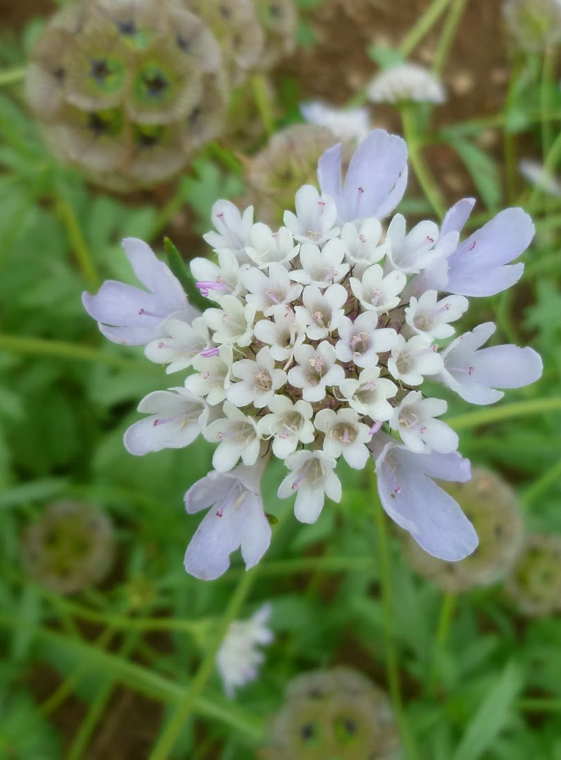 Victory Gardens for Bees: Scabiosa Stellata 'Ping Pong'