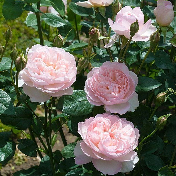 673 Gentle Hermione - РОЗЫ В МИНСКЕ! Саженцы, посадка, уход!