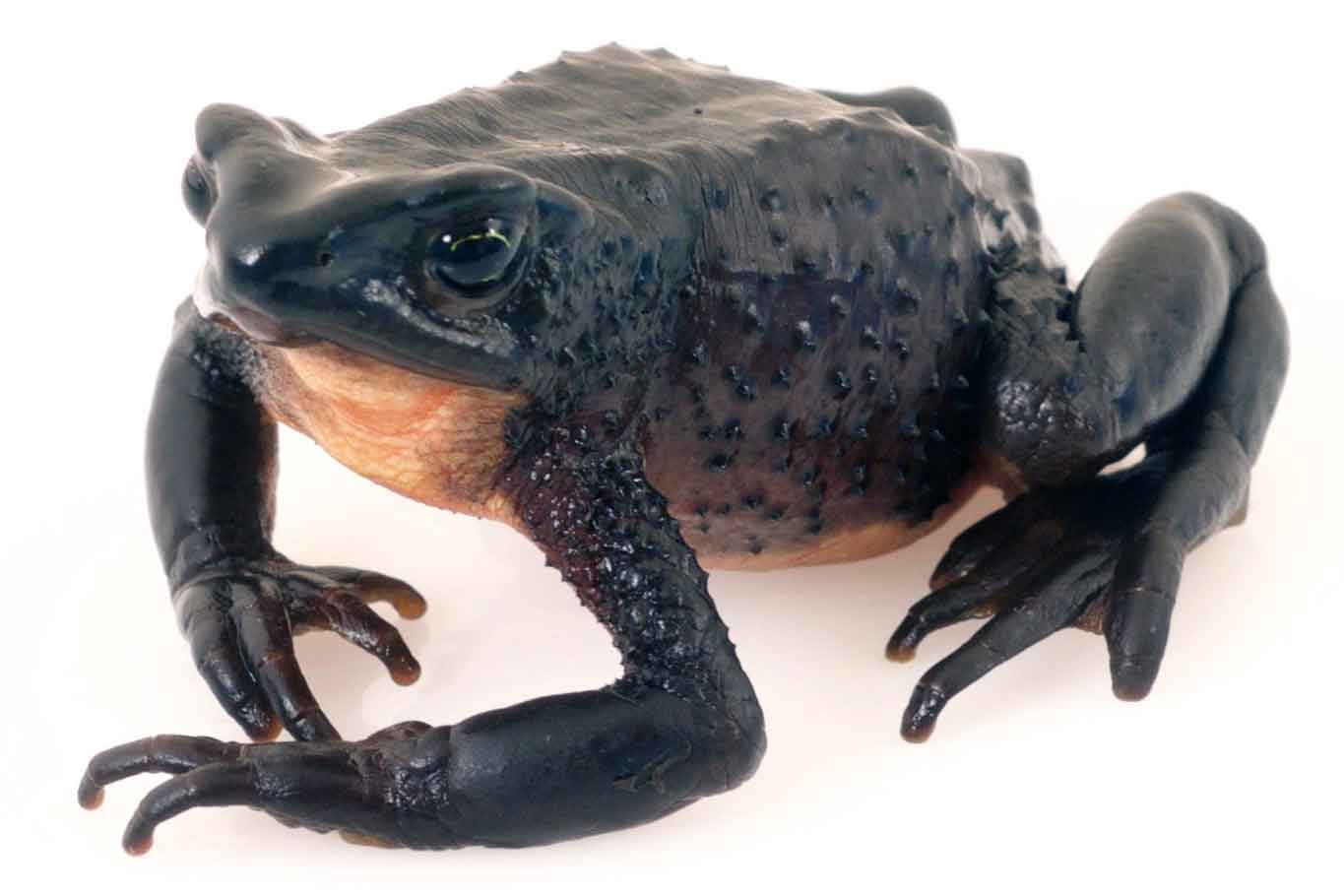 Blog Anfibios Ecuador: El Jambato negro del páramo, Atelopus ignescens ...