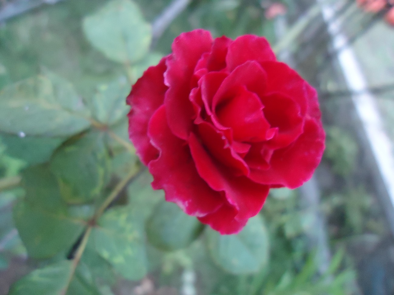 Bunga Mawar Merah Darah - Rumah Daun Muda