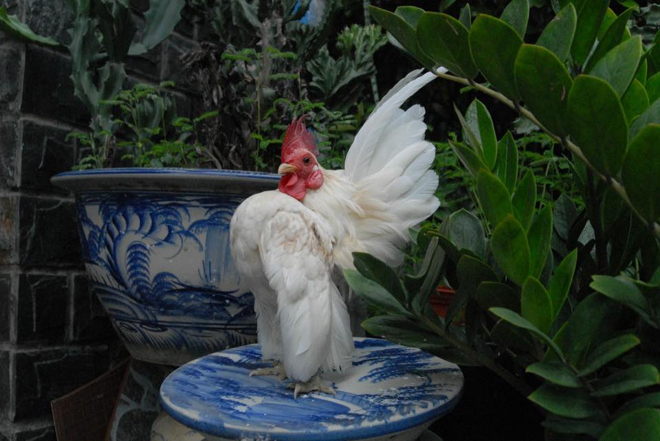 Giới thiệu một số hình ảnh gà tre Serama - Chăn nuôi gà và các giống gà ...