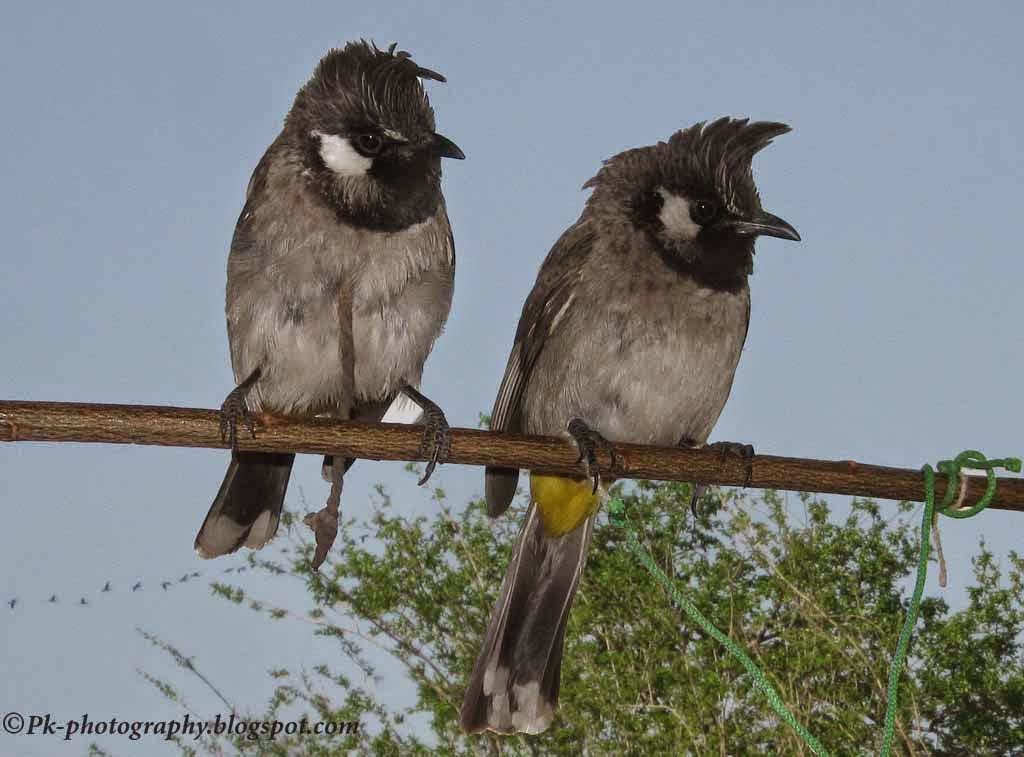 Himalayan Bulbul Bird | Nature, Cultural, and Travel Photography Blog