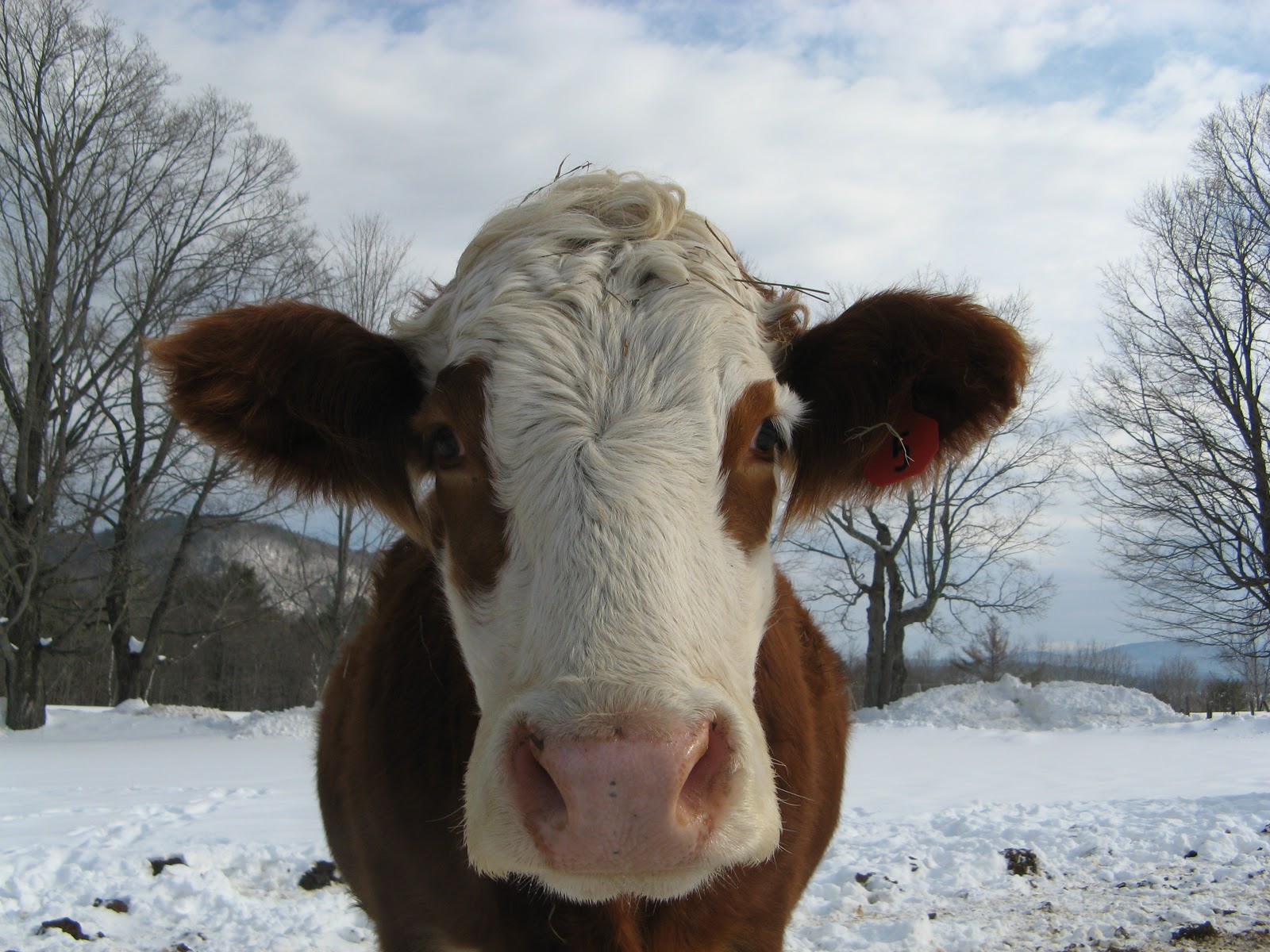 Animal Instinct: Cold Cow Noses
