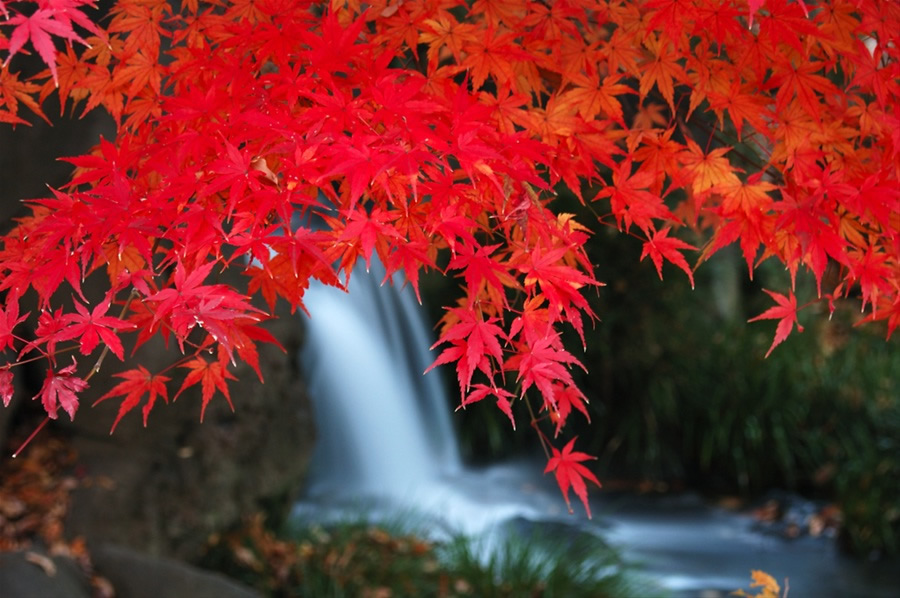 Arce Rojo: Fotos de Arces