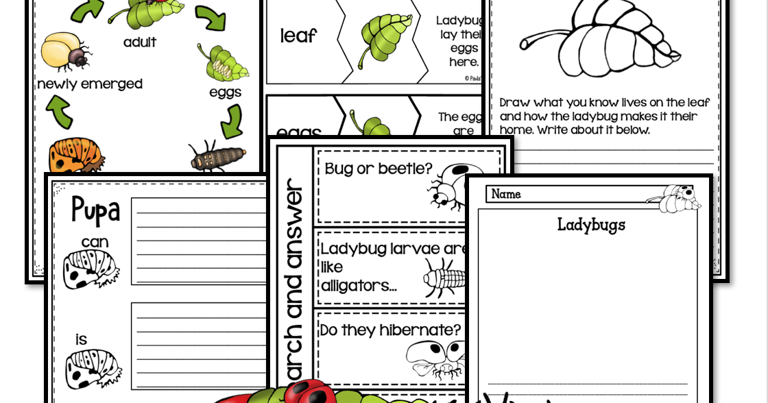 Paula's Place Teaching Resources: Ladybug Life Cycles