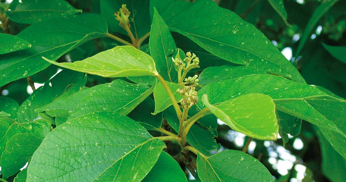 Medicinal Plants: Premna tomentosa, Bastard Teak, Pidangu Naari ...