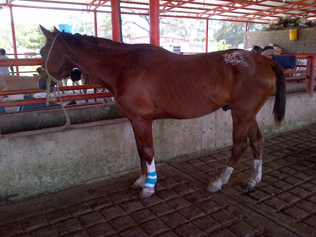 CABALLO SALUD: Cutaneous Habronemiasis in Cute Child Horse. Clinical ...