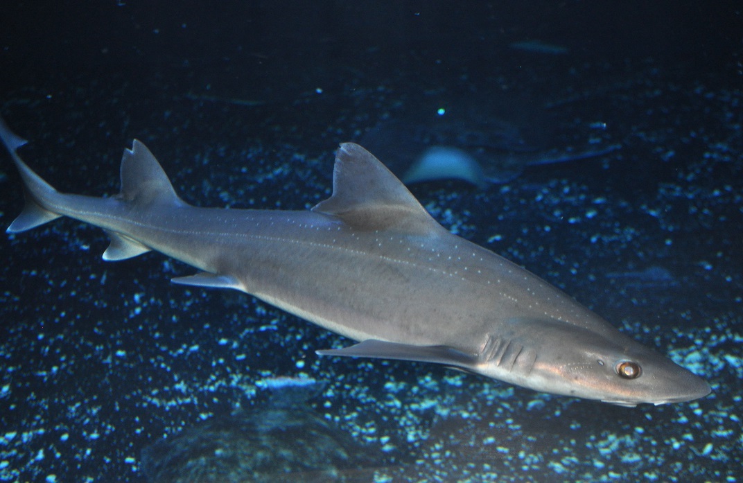 ZOOTOGRAFIANDO (6.100 ANIMALS): MUSOLA DENTUDA / STARRY SMOOTH-HOUND ...