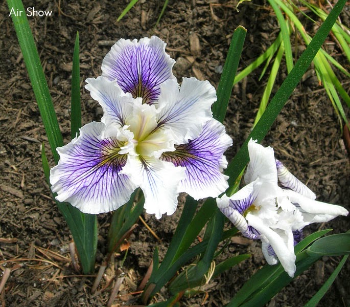 World of Irises: Garden Visit: Pacific Coast Iris at Leonine Iris ...