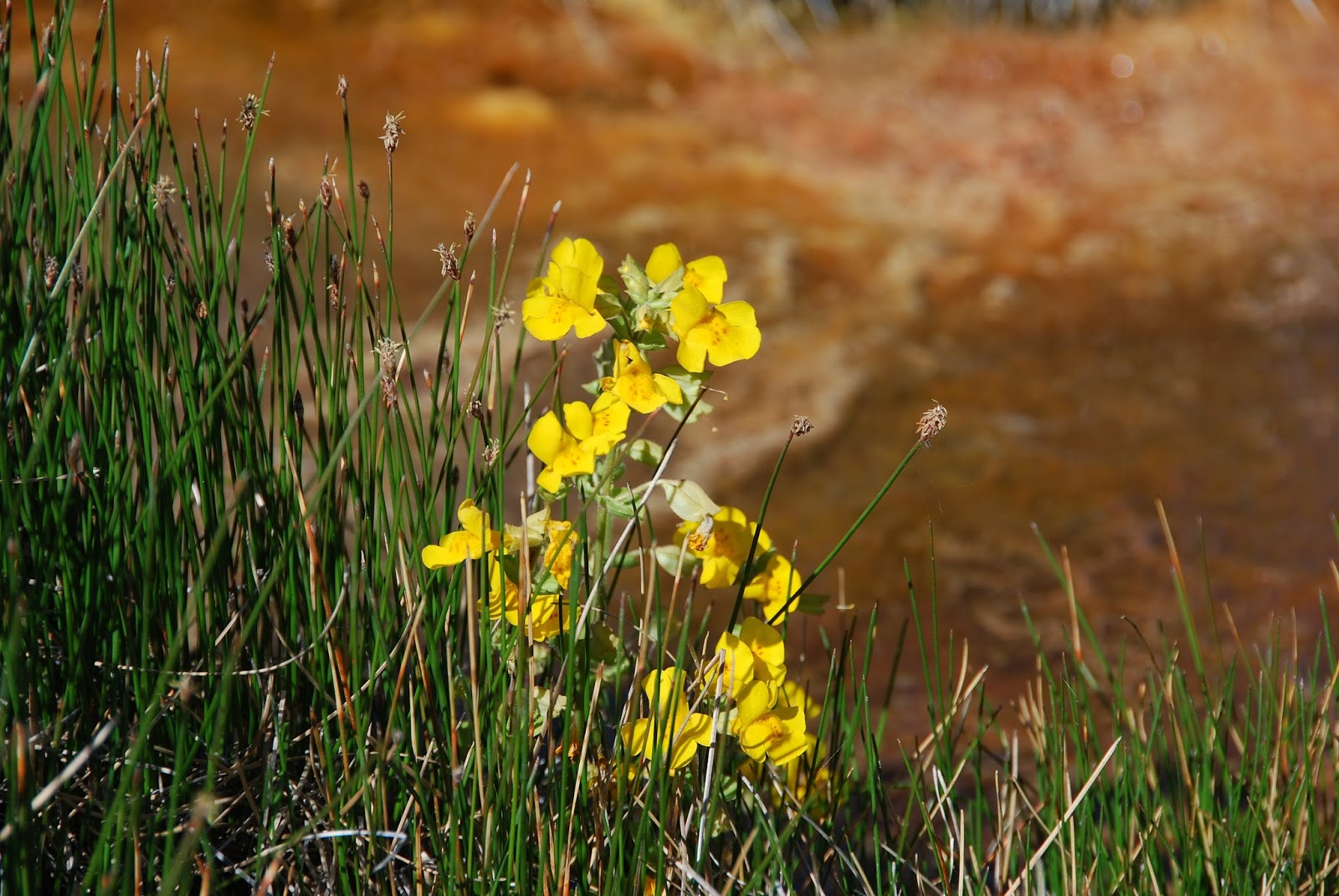 ubeetrip: Wyoming - Yellowstone National Park