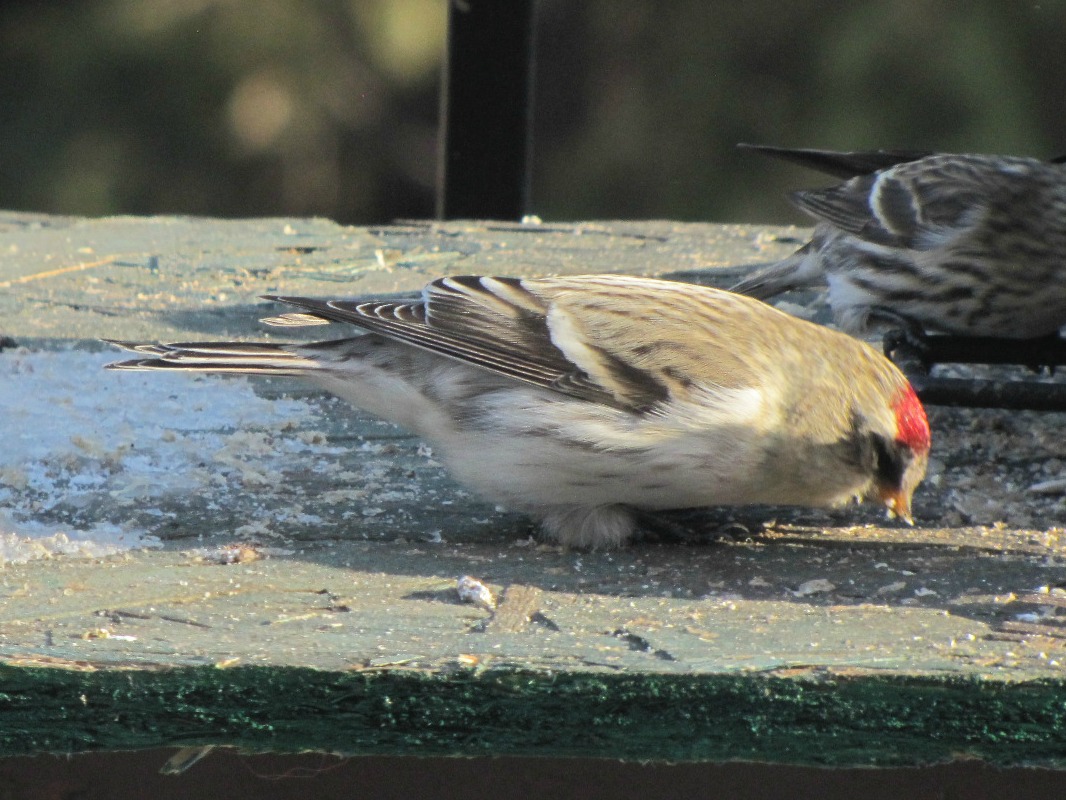 Birding Is Fun!: The Hoary Grail of Birding