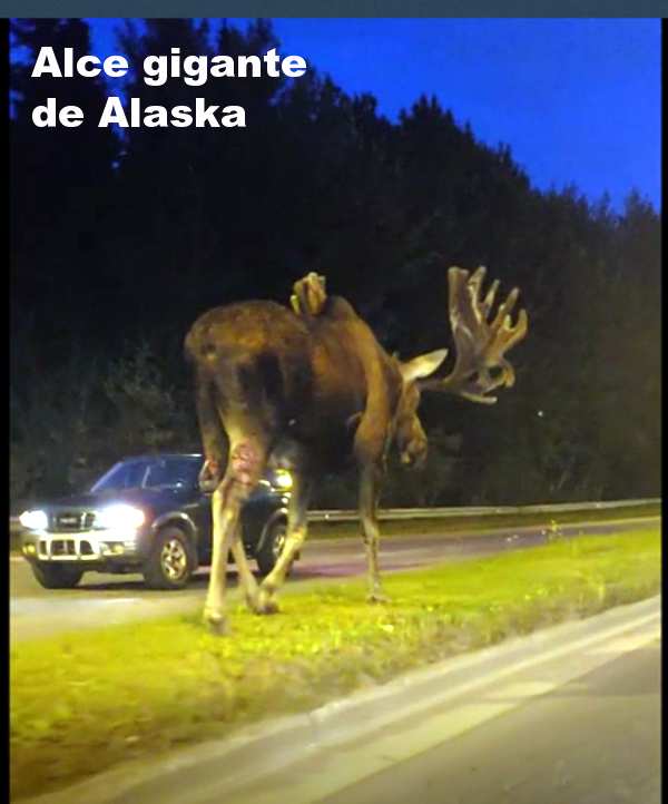 Blog de palma2mex : Si existen los alces gigantes de Alaska