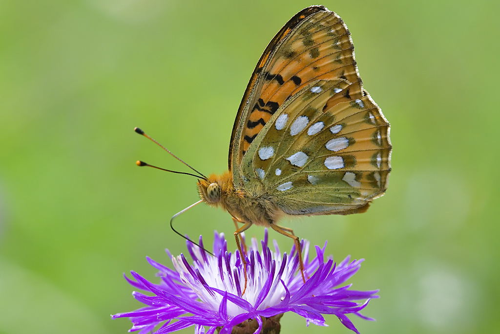 Invertebrados de Huesca: Argynnis aglaja (Linnaeus, 1758) Lunares de plata