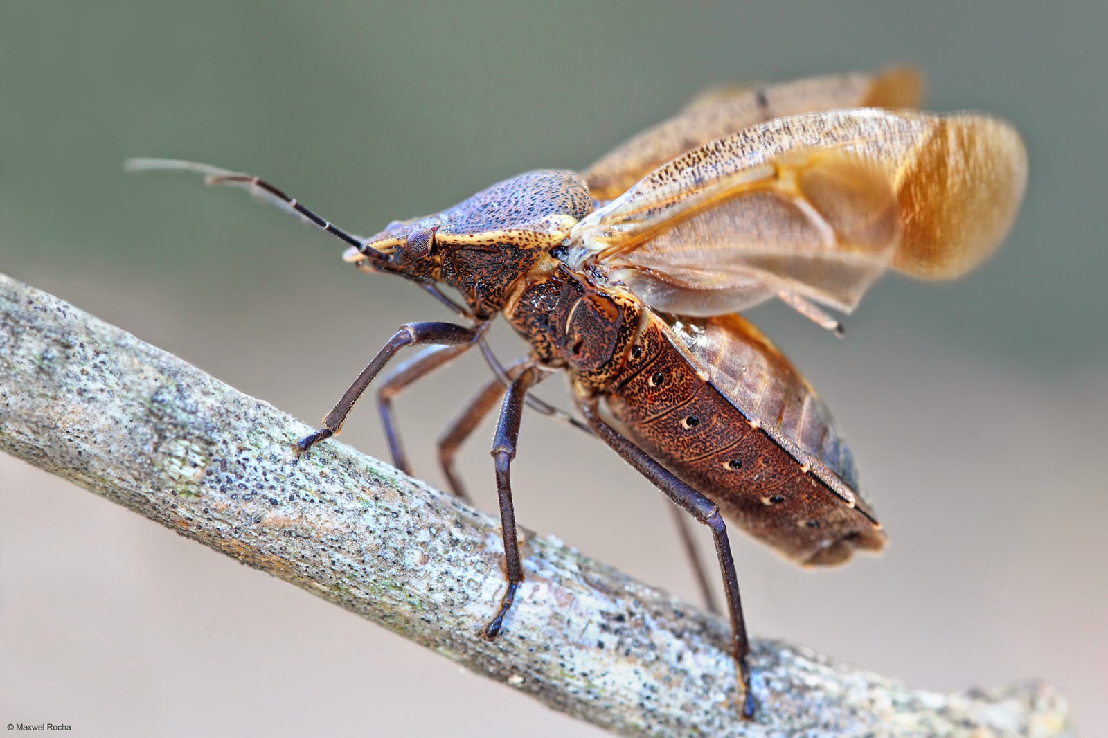 Macrofotografia por Maxwel Rocha: Percevejos