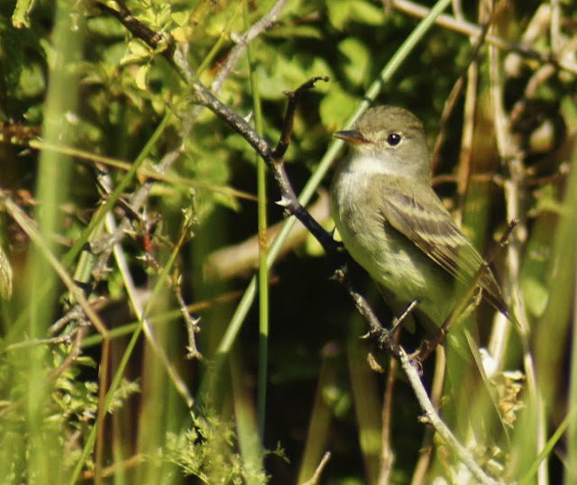 Birding Is Fun!: The Empid Enigma: To Catch a Flycatcher
