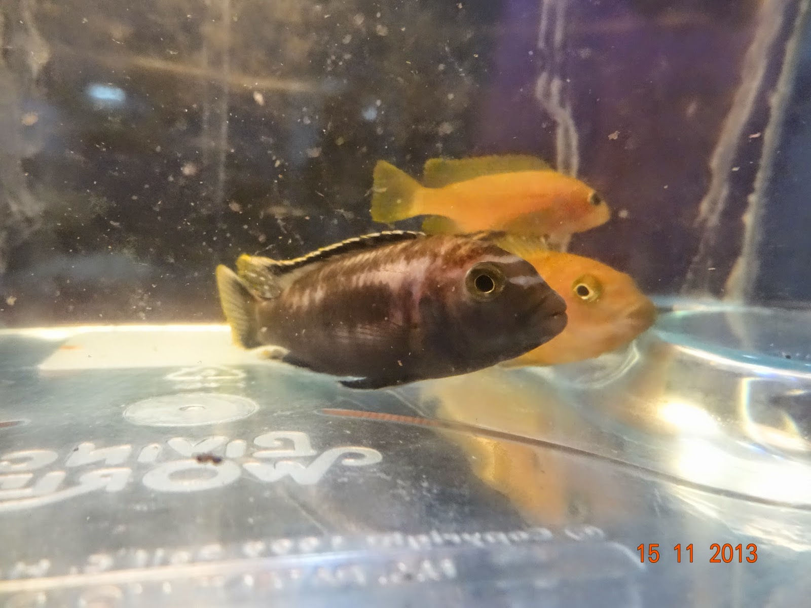 CICLIDOS AFRICANOS CARACAS - VENEZUELA: CICLIDOS MELANOCHROMIS JOHANNI