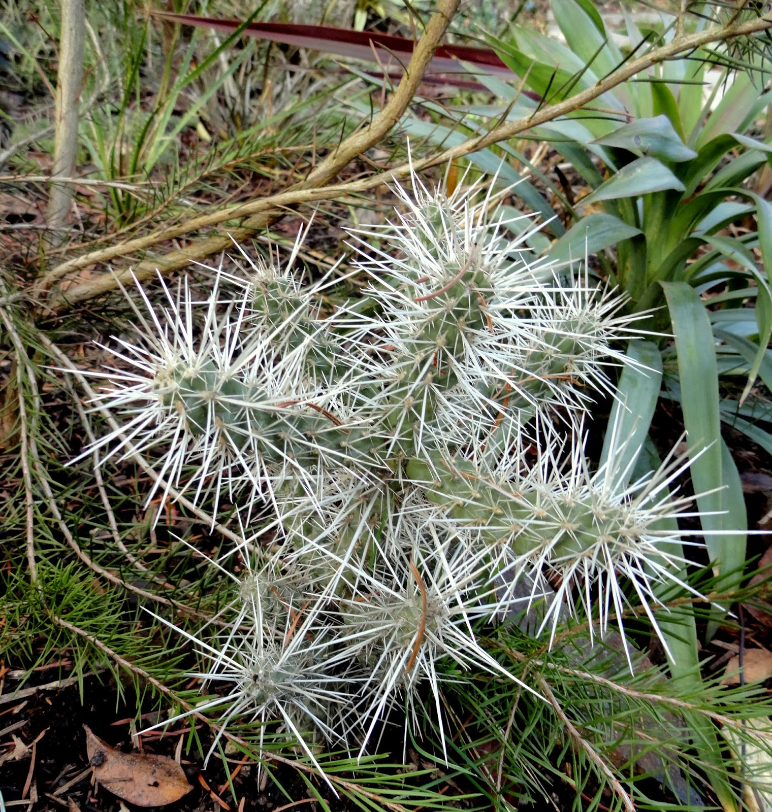 danger garden: The agave report, February 2014