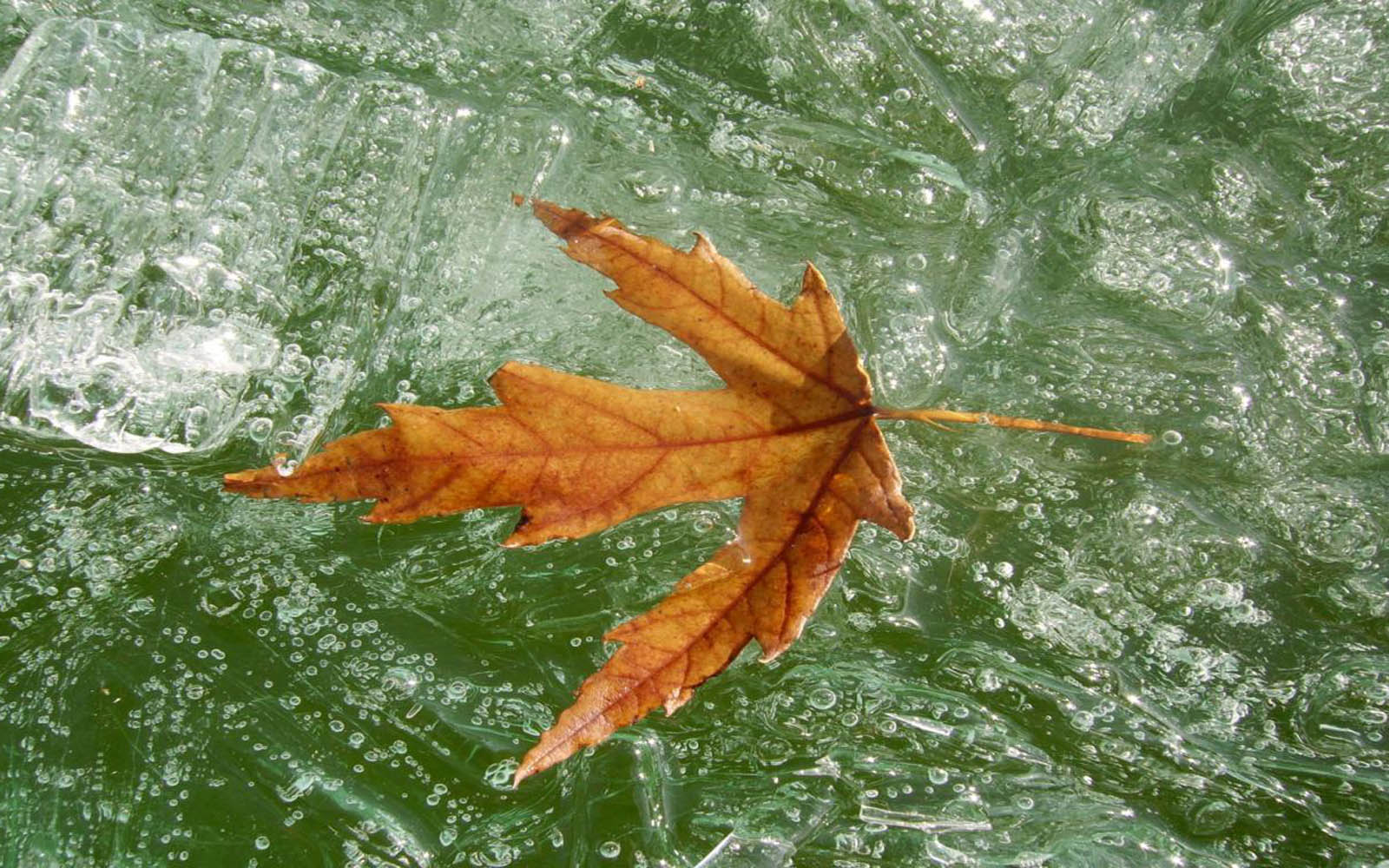 bult20: Withered Leaves Wallpapers