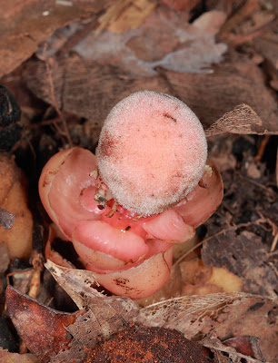 BunyipCo: September 2013