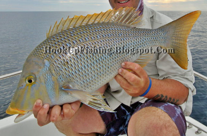 Triple Strike Red Snapper And Emperor Fish ~ Hook Up Fishing